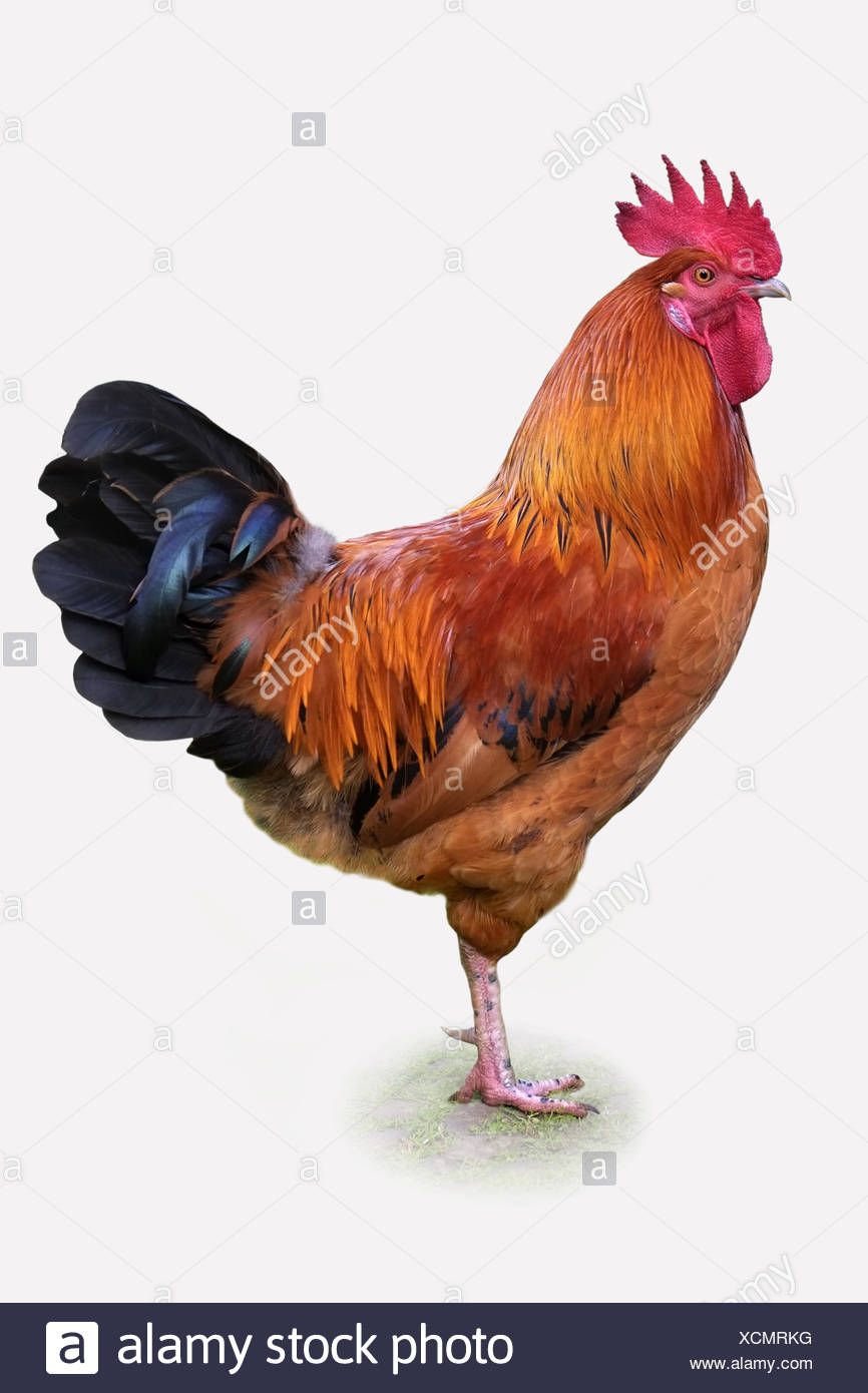 Proud Rooster High Resolution Stock Photography and Images - Alamy