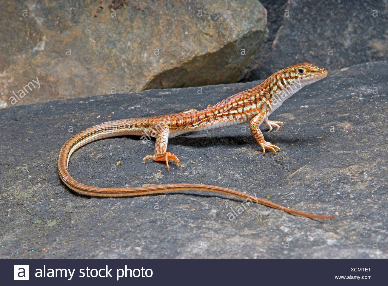 Painted Lizard High Resolution Stock Photography and Images - Alamy