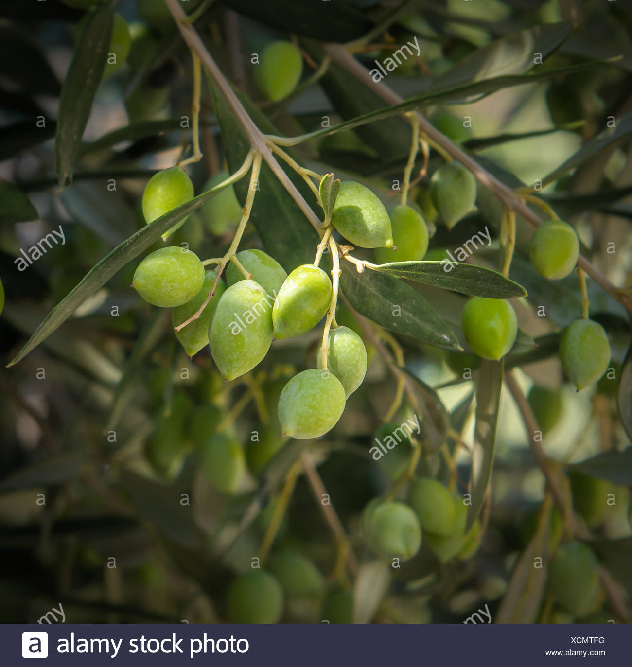 Olive Tree Branch Stock Photos & Olive Tree Branch Stock Images - Alamy