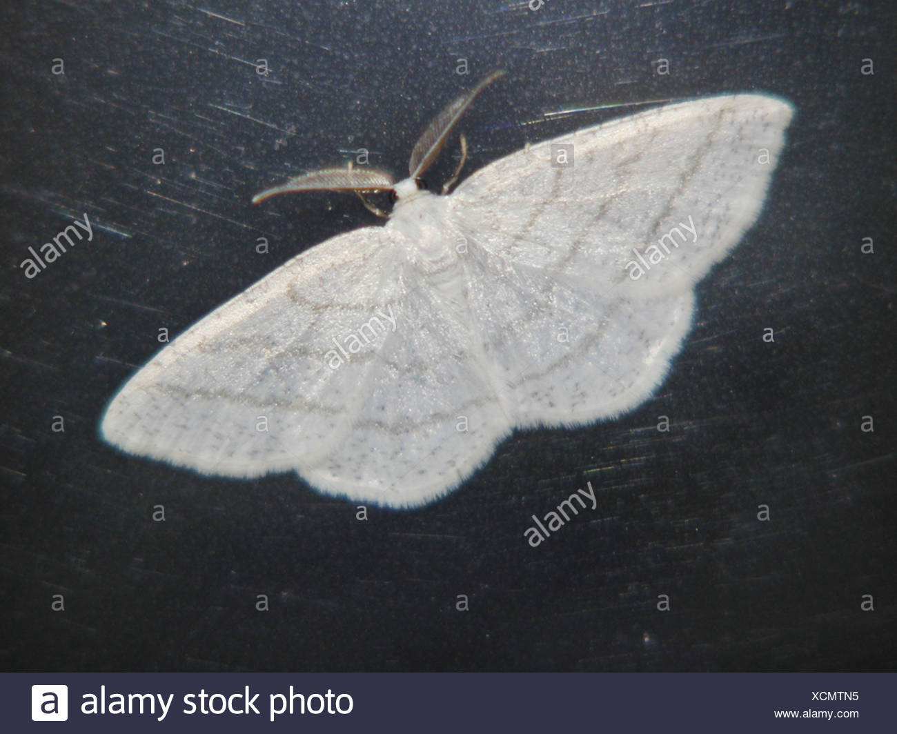 Portrait Biopix High Resolution Stock Photography and Images - Alamy