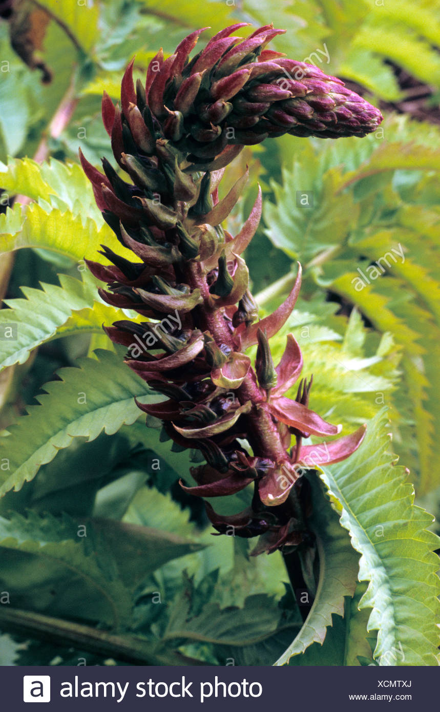 Melianthus Major Honey Bush Stock Photos & Melianthus Major Honey Bush ...