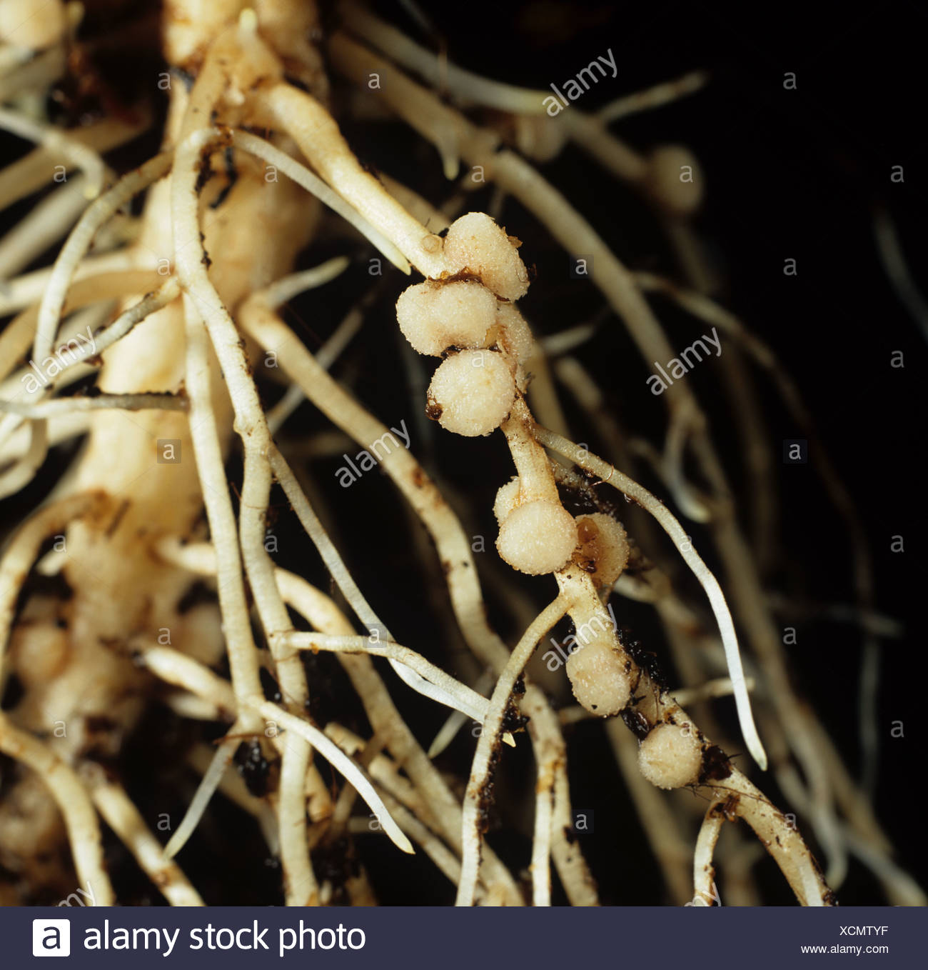 Rhizobium Root Nodules