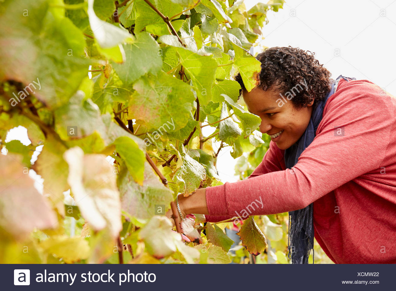 Grape Picker Stock Photos & Grape Picker Stock Images - Alamy