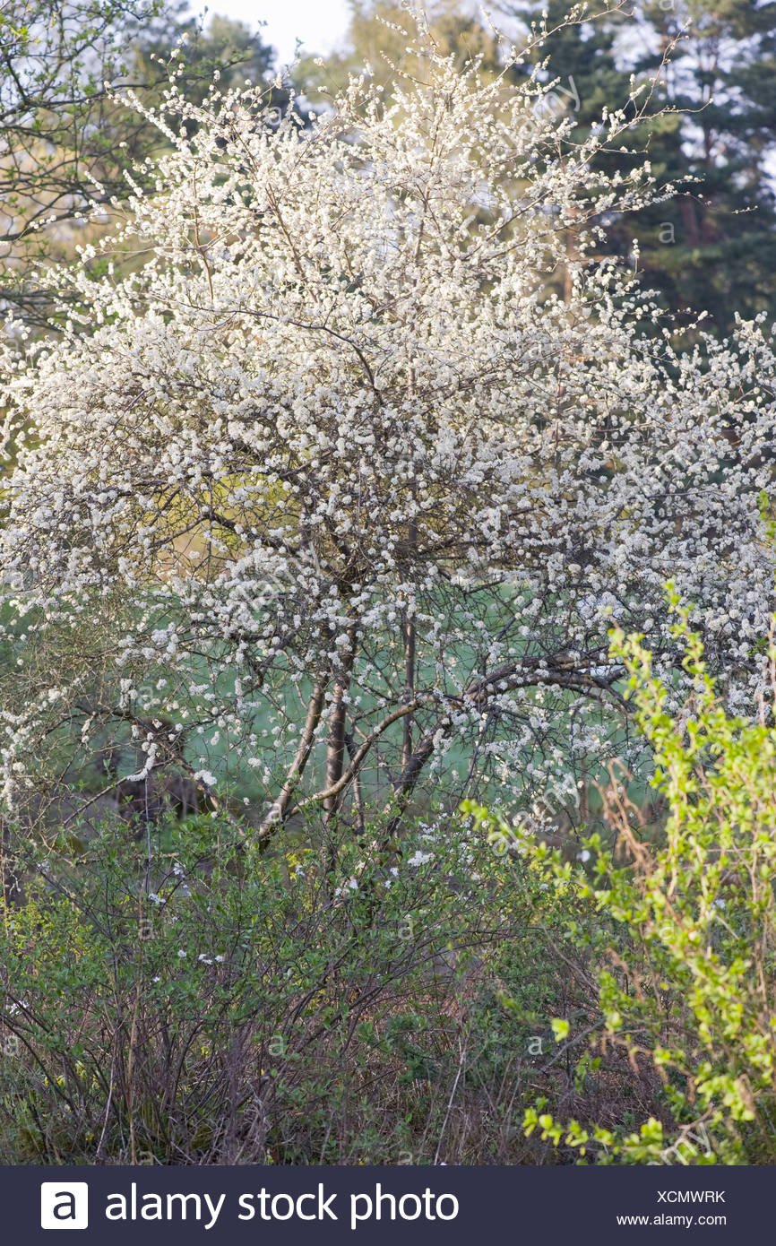 Blackthorn Trees High Resolution Stock Photography and Images - Alamy