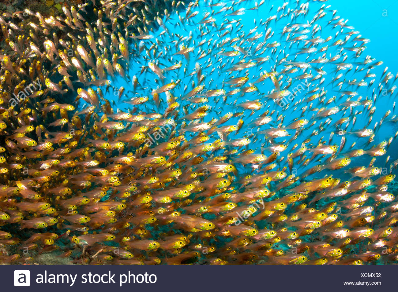 Shoaling High Resolution Stock Photography and Images - Alamy