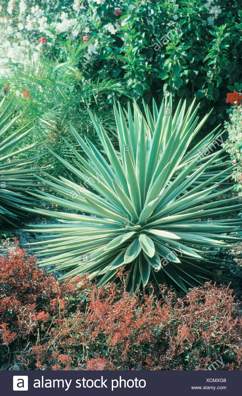 Agave Angustifolia Stock Photos & Agave Angustifolia Stock Images - Alamy