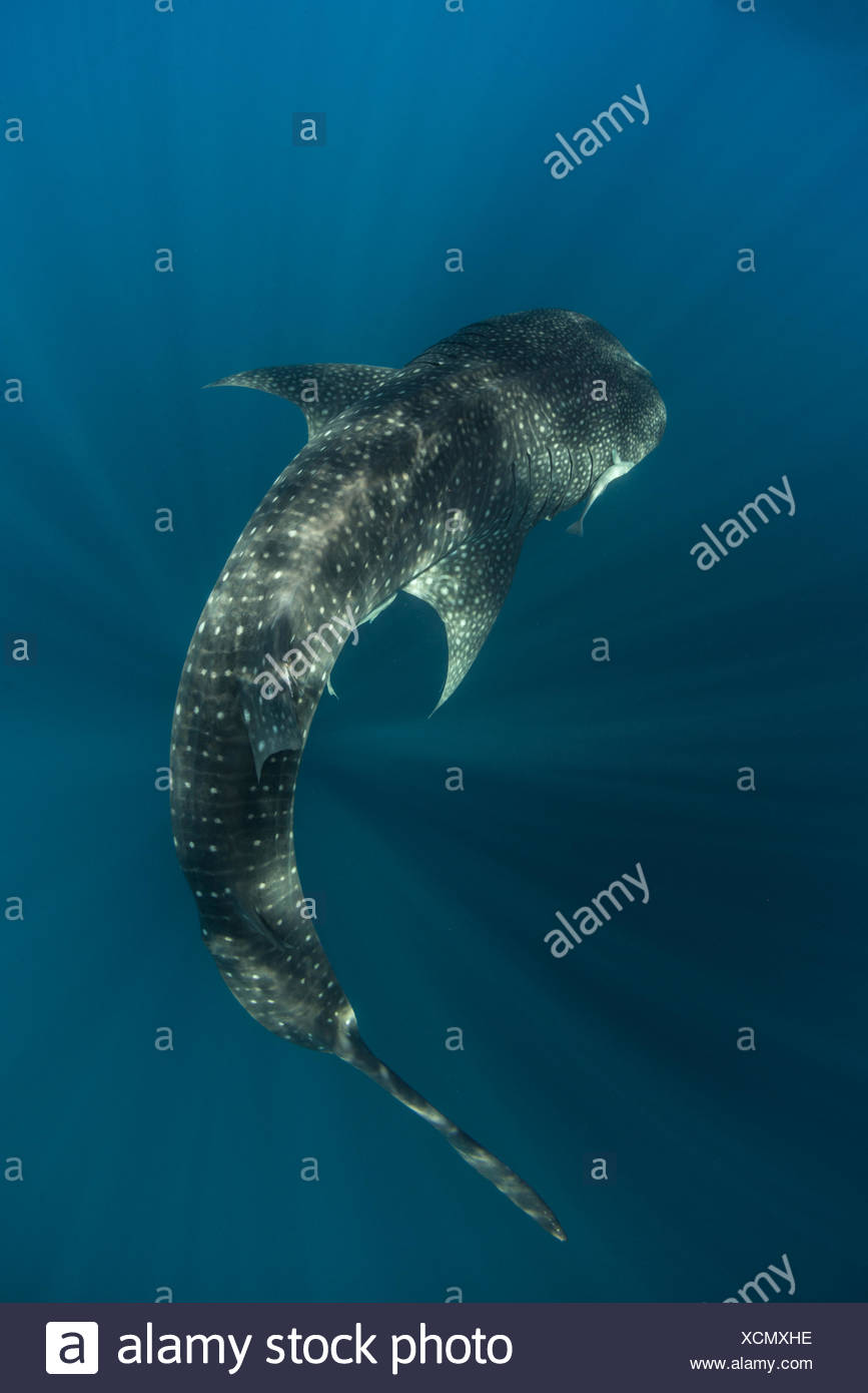 Shark Overhead High Resolution Stock Photography and Images - Alamy