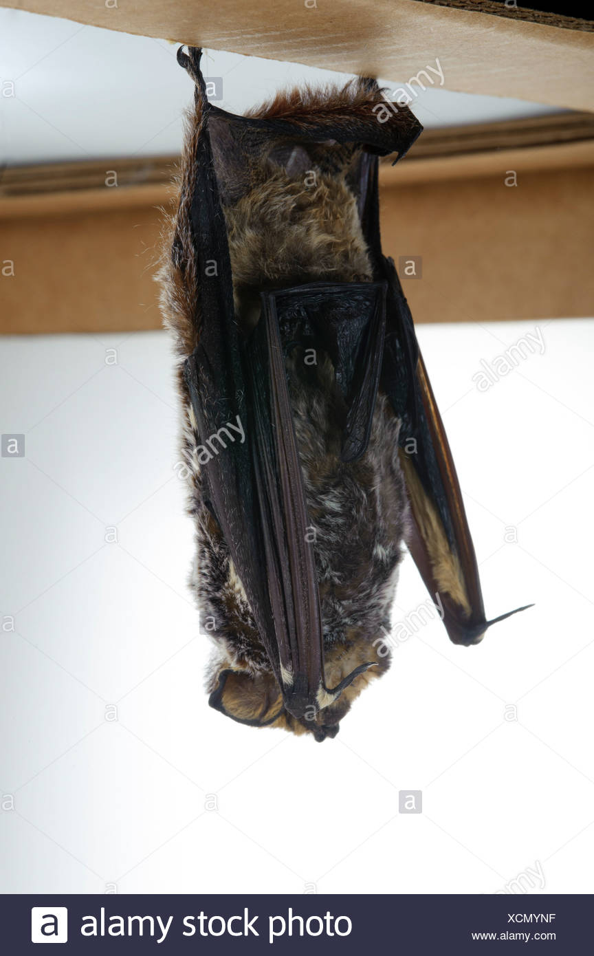 Hoary Bat High Resolution Stock Photography and Images - Alamy
