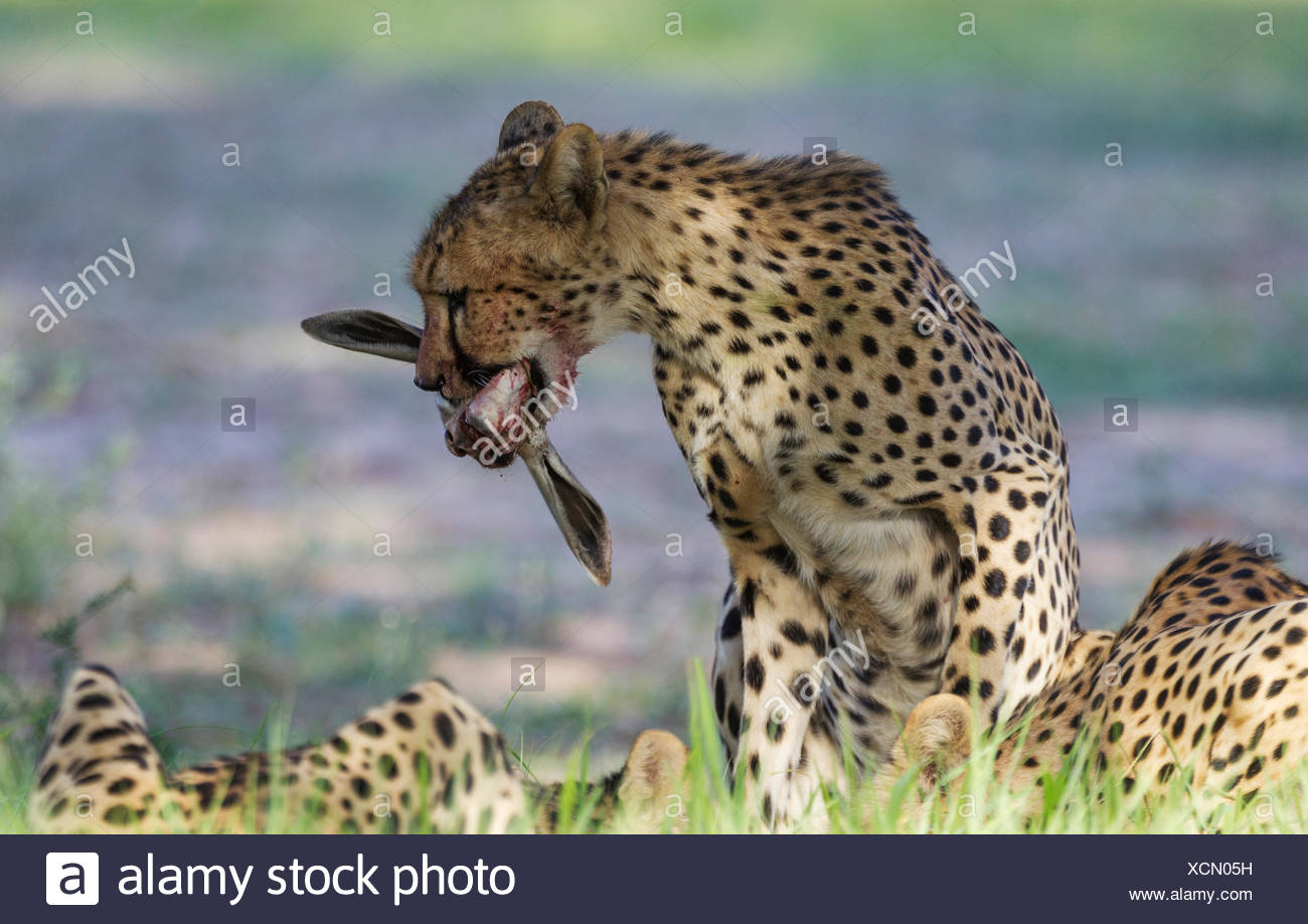Springbok And Cheetah High Resolution Stock Photography and Images - Alamy