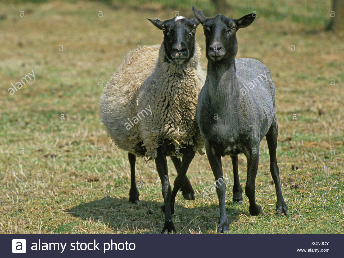 Romanov Sheep High Resolution Stock Photography and Images - Alamy