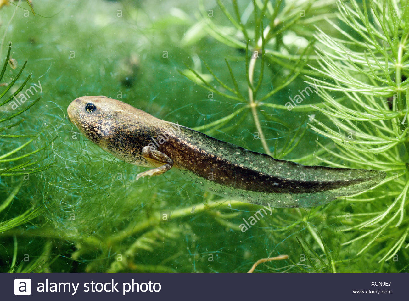 Tadpole With Hind Legs High Resolution Stock Photography and Images - Alamy