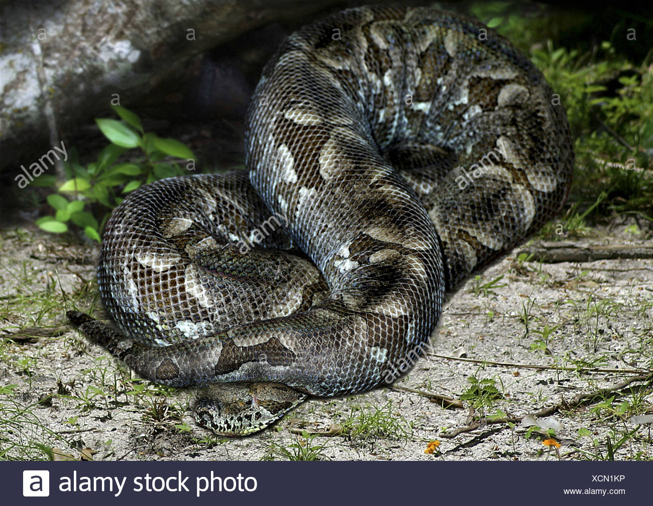 Maja High Resolution Stock Photography and Images - Alamy