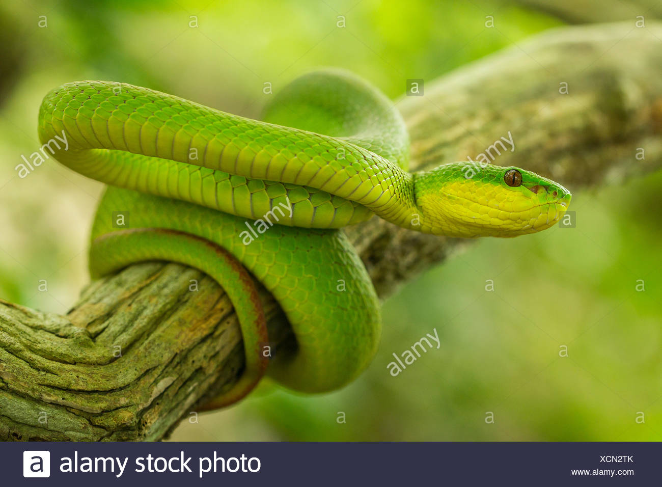 White Lipped Island Pit Viper High Resolution Stock Photography and ...