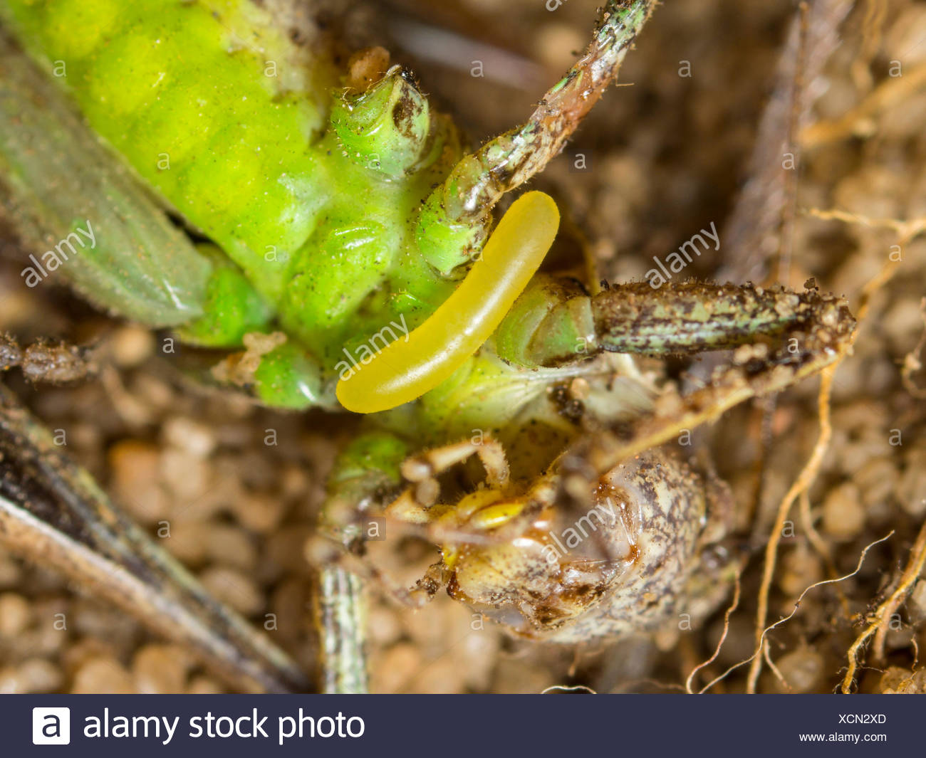 Cricket Eggs High Resolution Stock Photography and Images - Alamy
