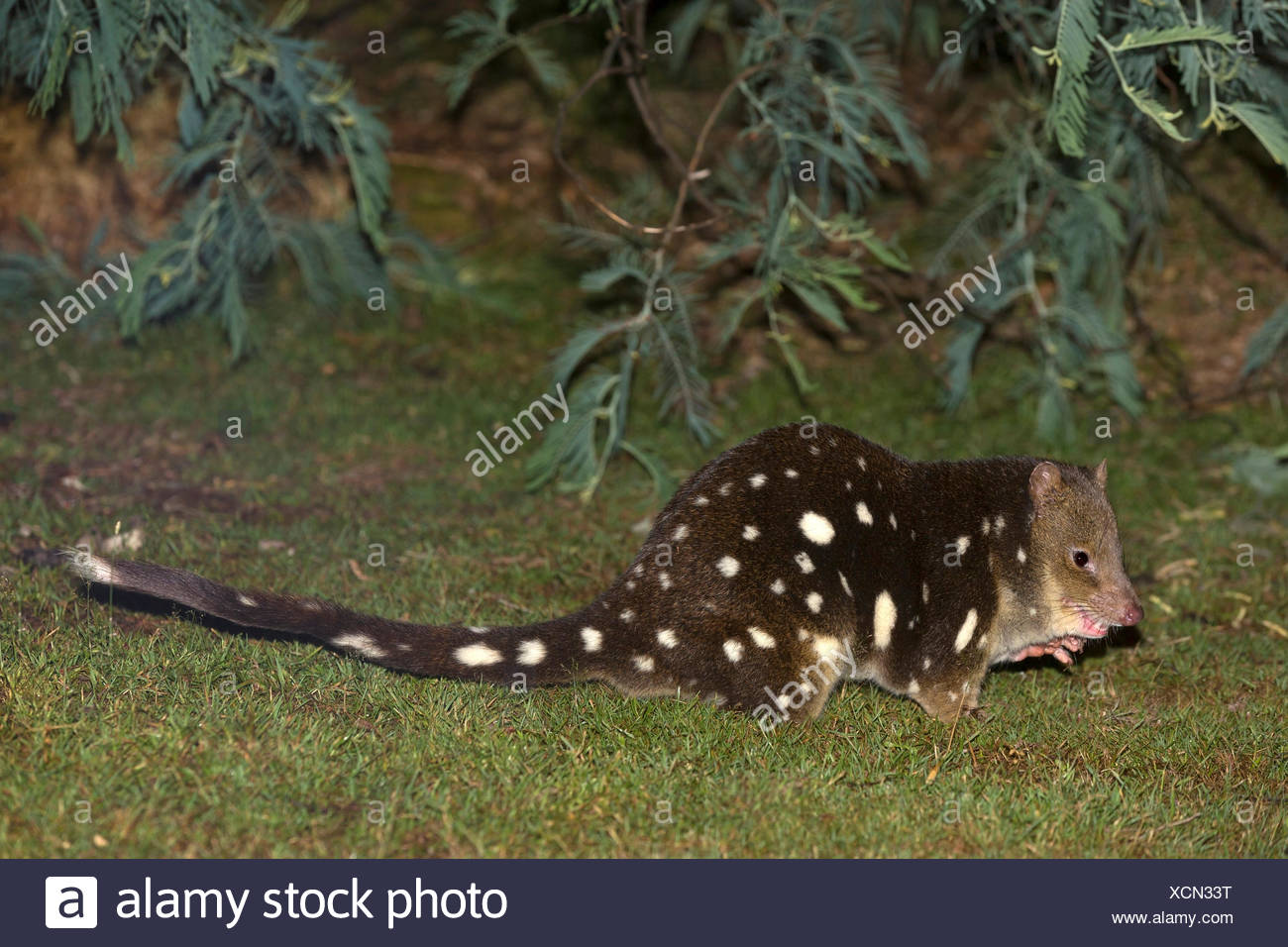 Tiger Quoll High Resolution Stock Photography and Images - Alamy