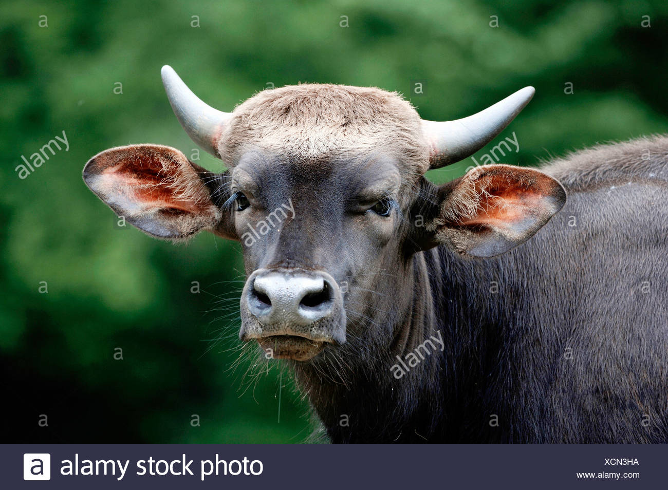 Seladang High Resolution Stock Photography and Images - Alamy