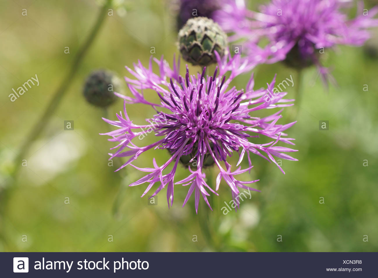Knapweed Stock Photos & Knapweed Stock Images - Alamy