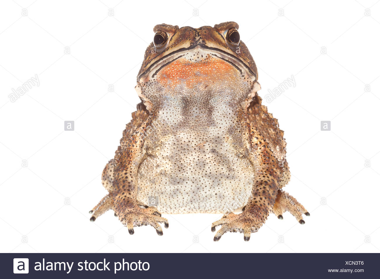 Indian Toad High Resolution Stock Photography and Images - Alamy