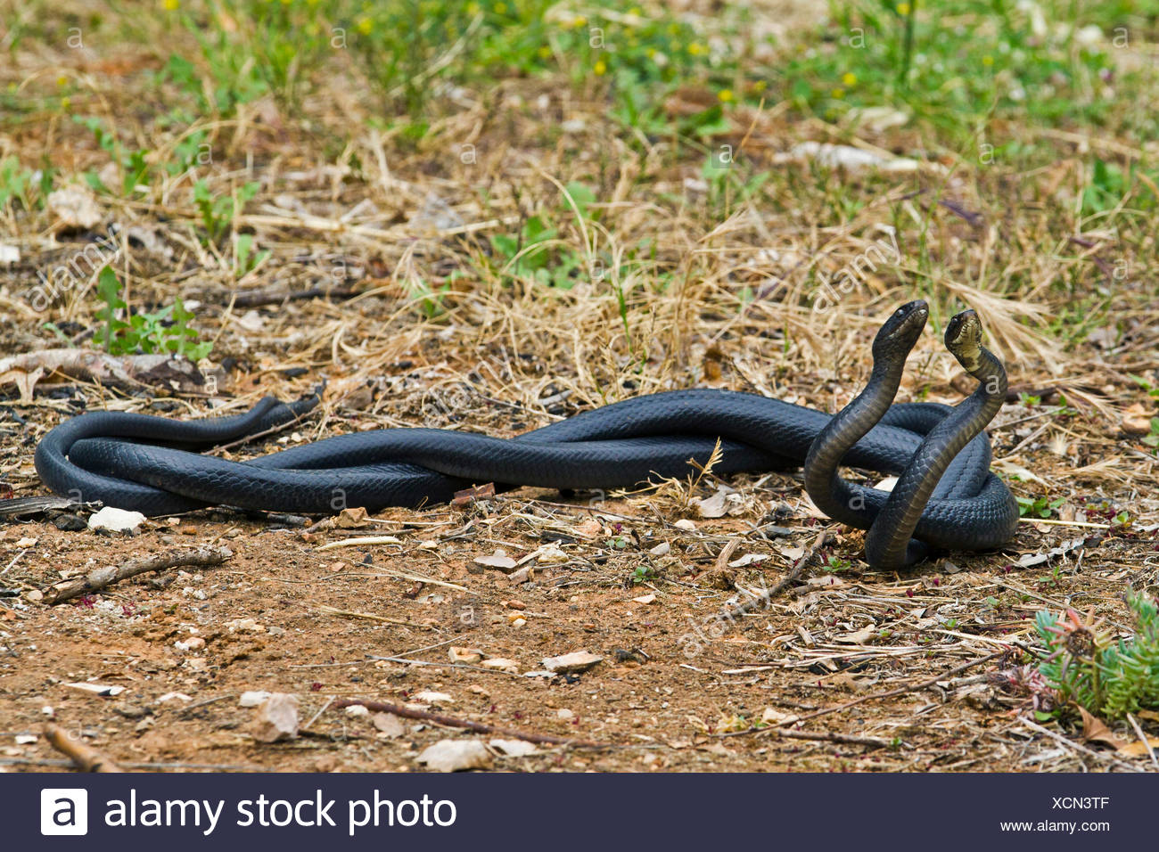 Two Snakes Winding High Resolution Stock Photography and Images - Alamy