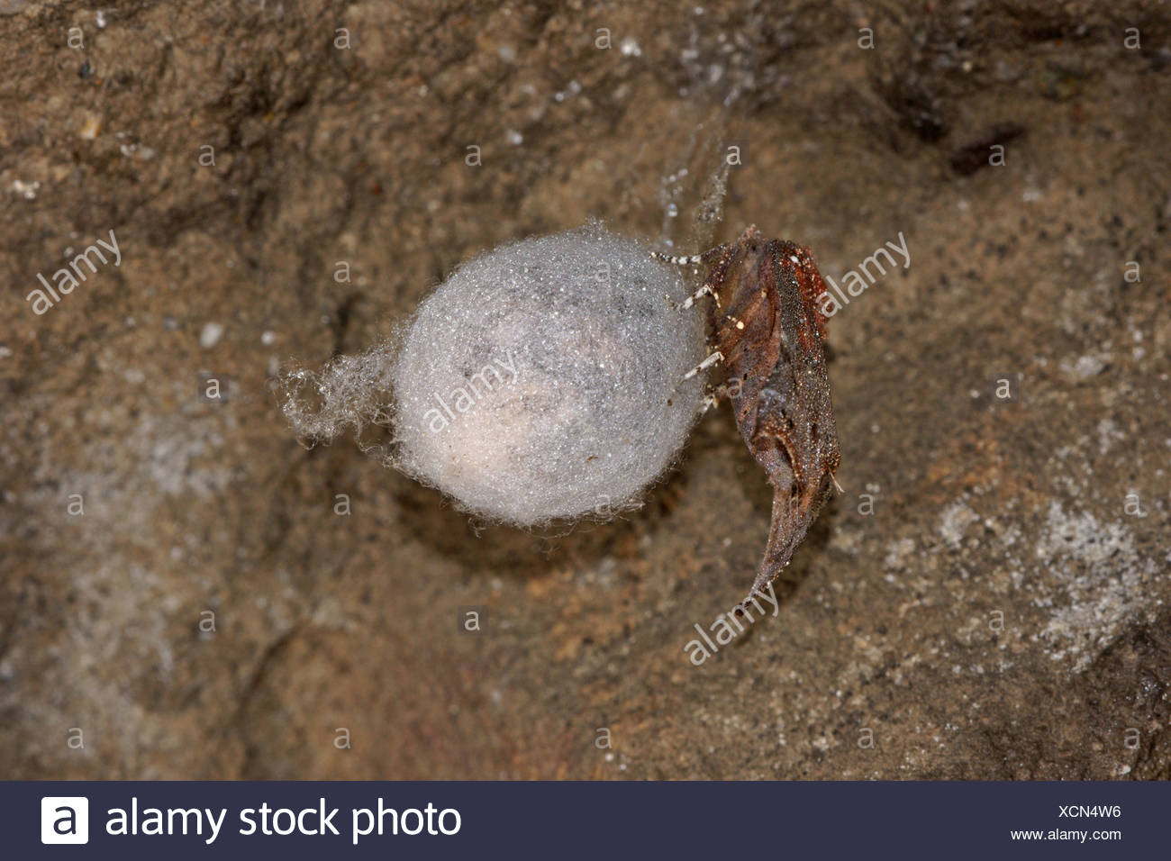 Spider Cocoon Stock Photos & Spider Cocoon Stock Images - Alamy