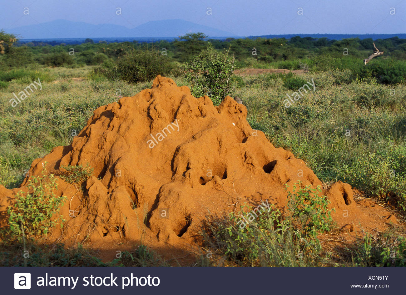 Termite Hill Stock Photos & Termite Hill Stock Images - Alamy