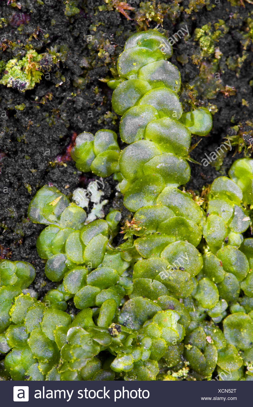 Liverwort And Moss High Resolution Stock Photography and Images - Alamy