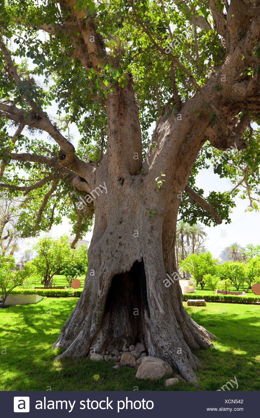 Ancient Jericho High Resolution Stock Photography and Images - Alamy