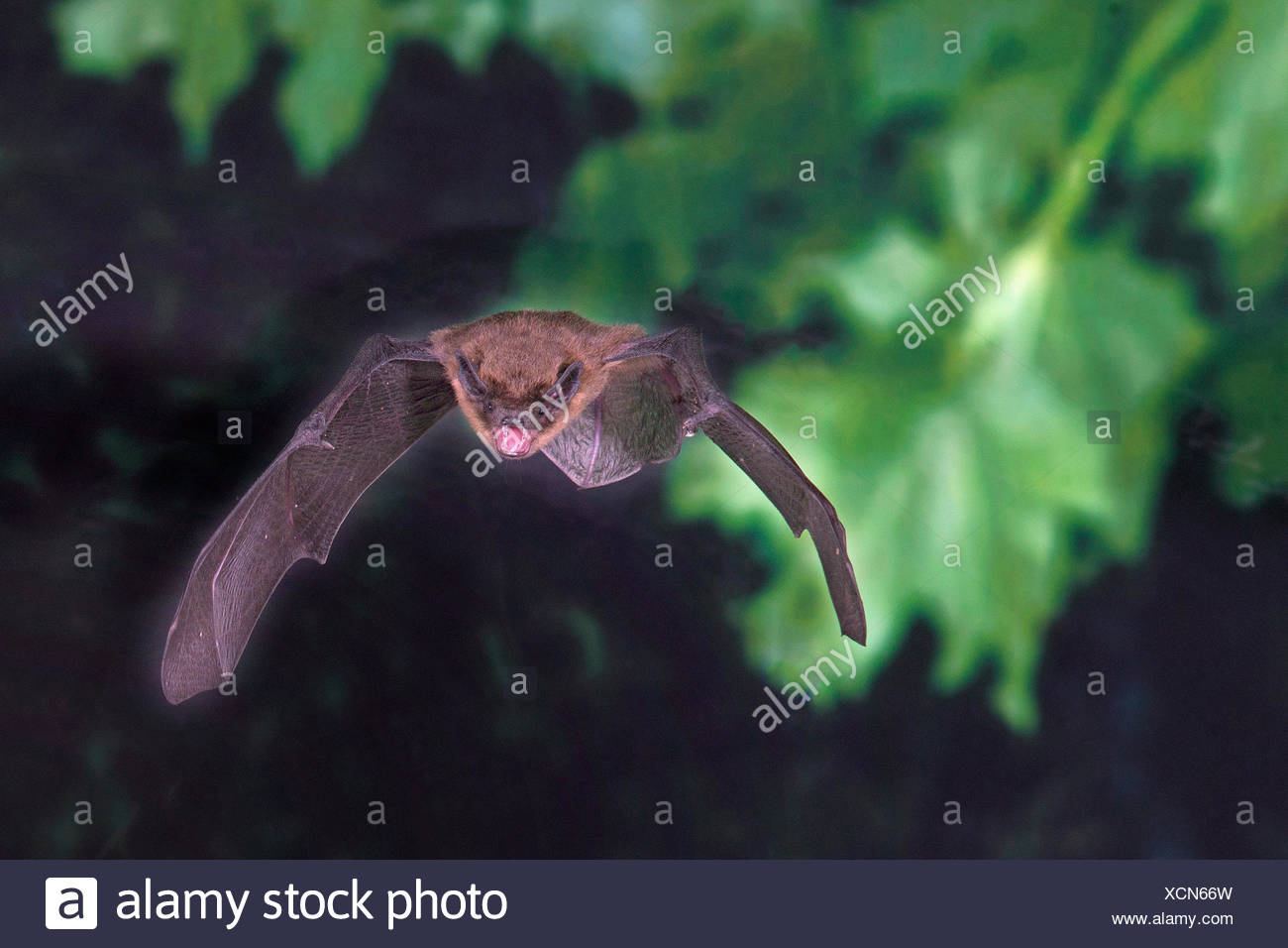 Fledermaeuse Stock Photos & Fledermaeuse Stock Images - Alamy