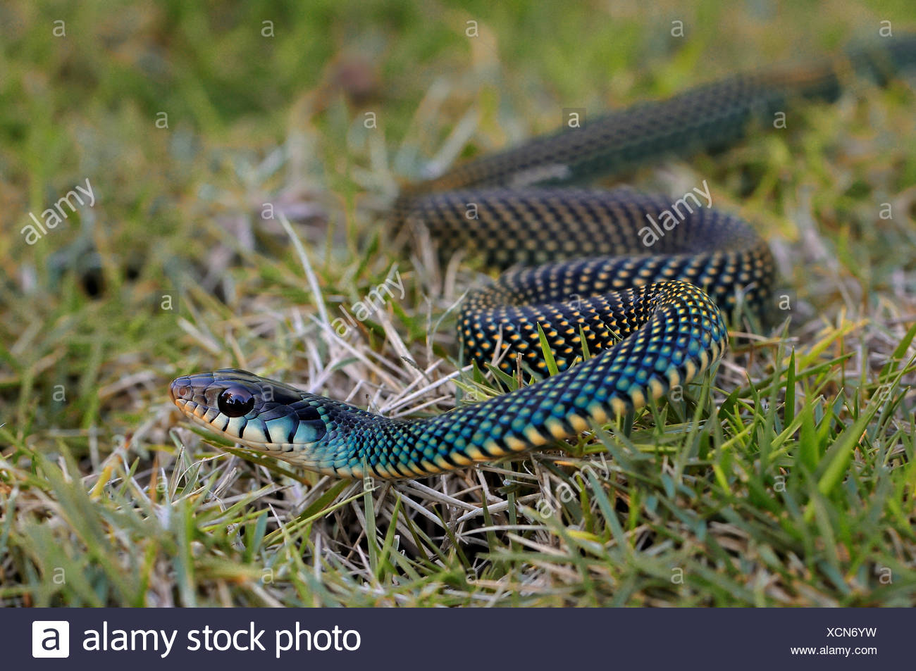 Blue Racer Snake High Resolution Stock Photography and Images - Alamy