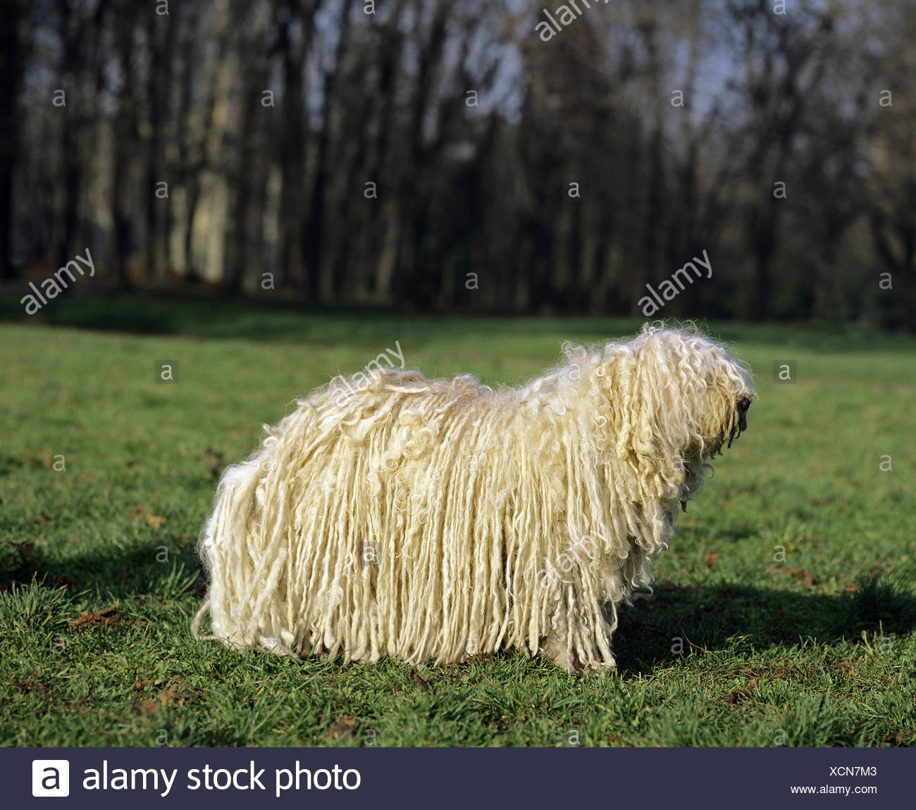 Hungarian Puli Dog Stock Photos & Hungarian Puli Dog Stock Images - Alamy