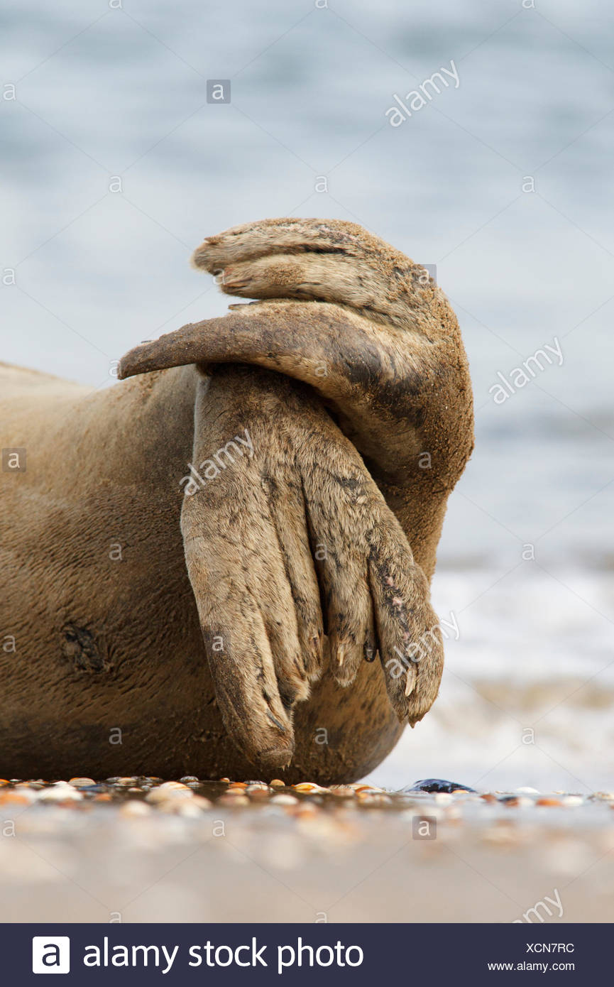 Hind Flippers Stock Photos & Hind Flippers Stock Images - Alamy
