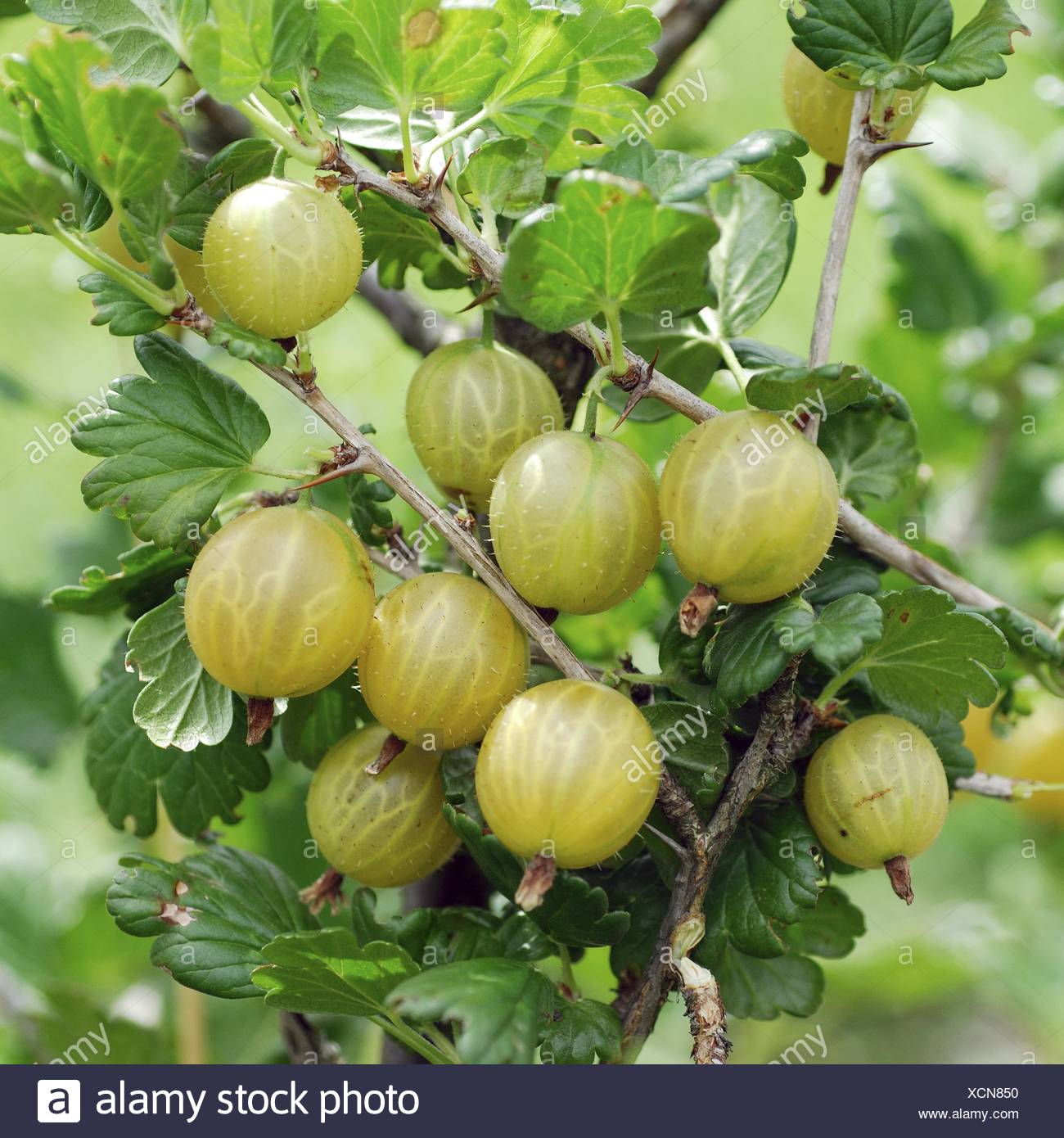 Gooseberry Plant Stock Photos & Gooseberry Plant Stock Images - Alamy