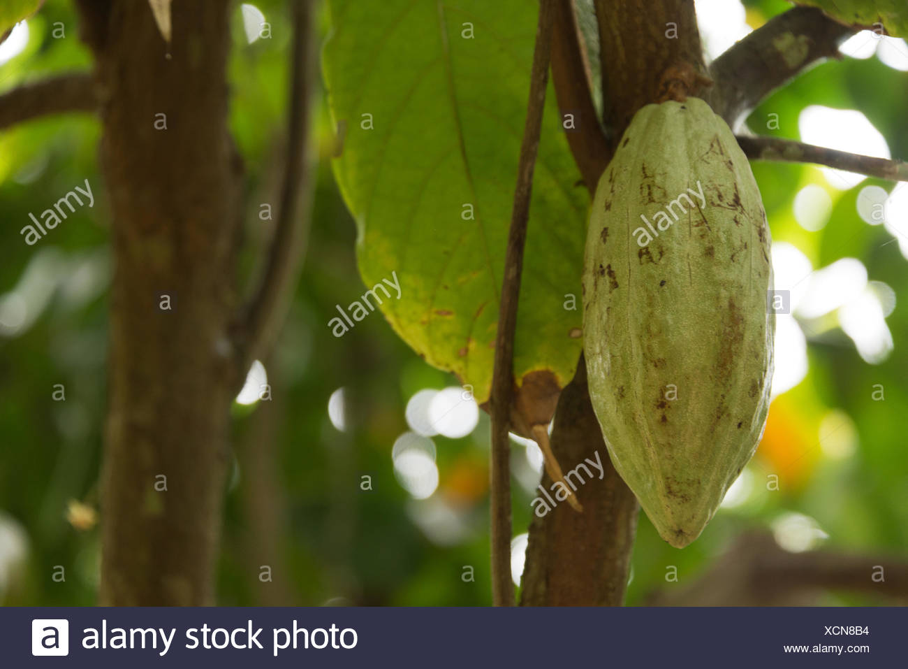 Pod Fruit High Resolution Stock Photography and Images - Alamy