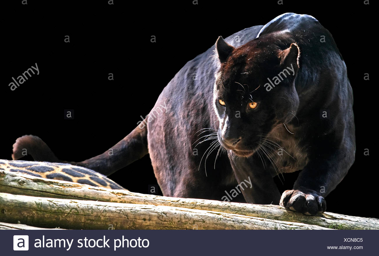 Black Panther High Resolution Stock Photography and Images - Alamy