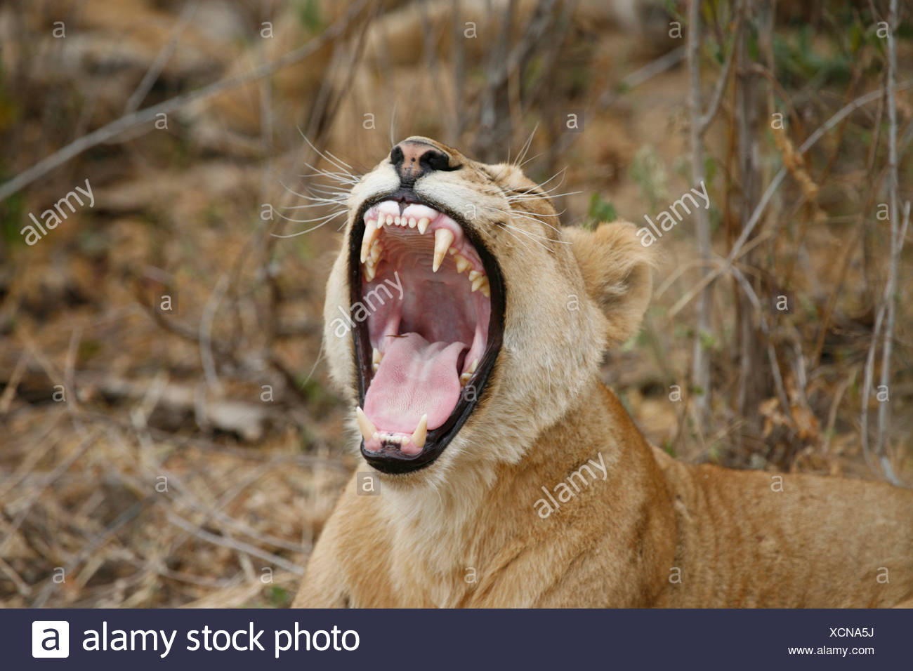 Lion Shouting High Resolution Stock Photography and Images - Alamy