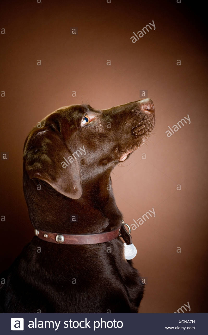 Labrador Side View High Resolution Stock Photography and Images - Alamy