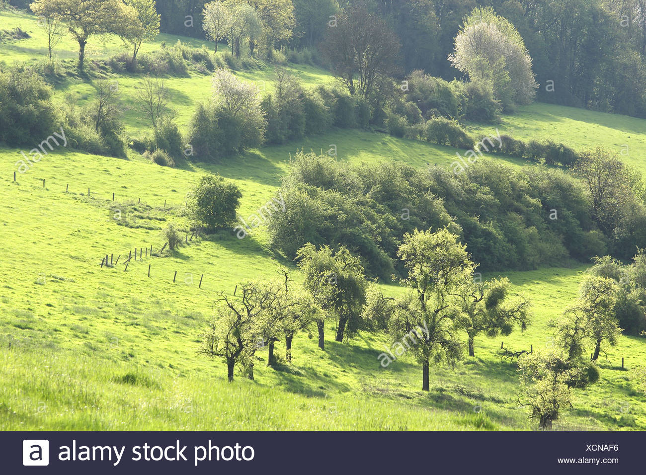 Bocage Landscape Hedges Trees High Resolution Stock Photography and ...