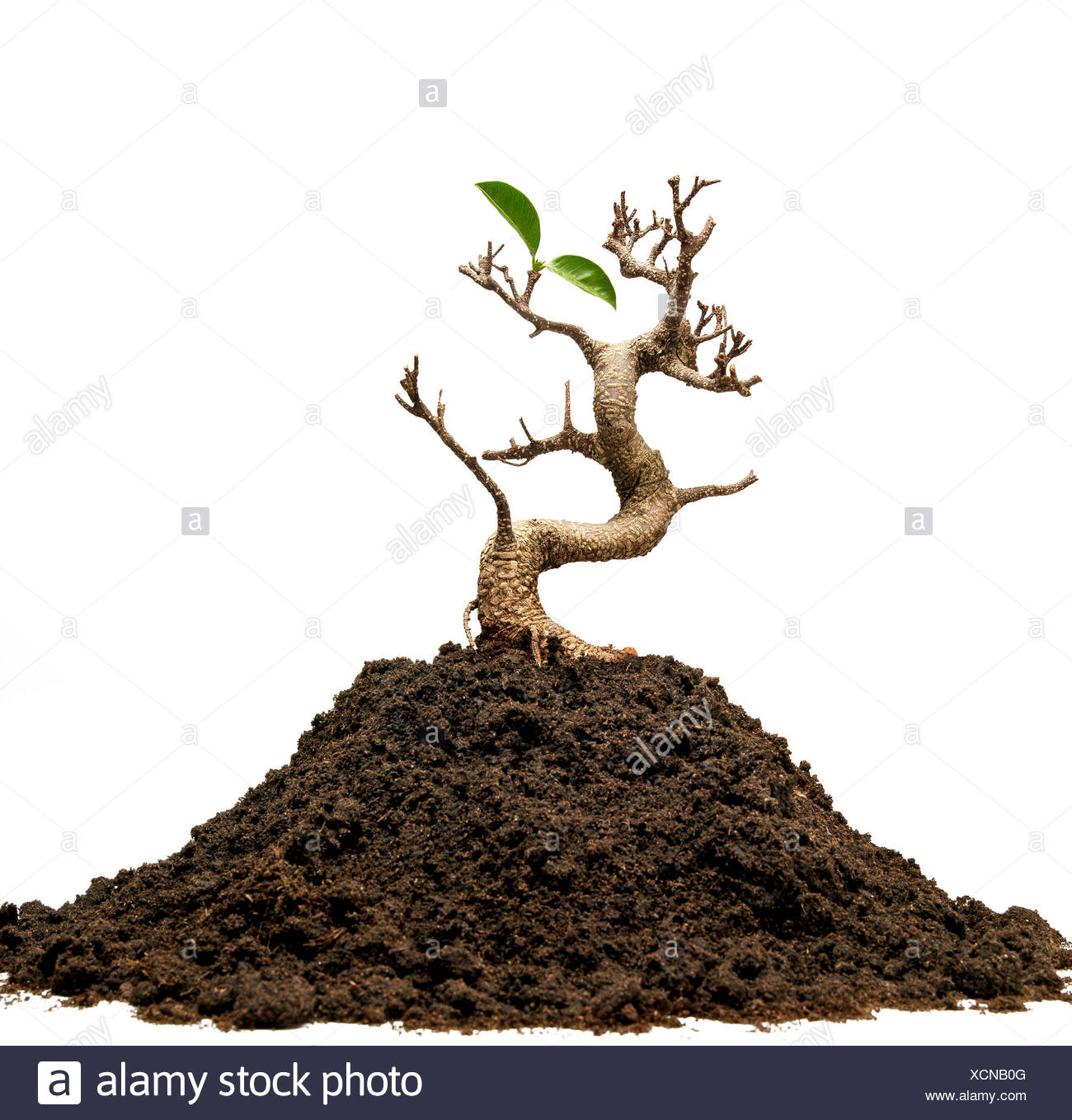 Dead Tree Alive Tree High Resolution Stock Photography and Images - Alamy
