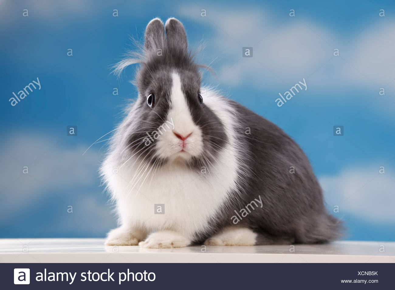 Lionhead Rabbit Dwarf Rabbit High Resolution Stock Photography and ...