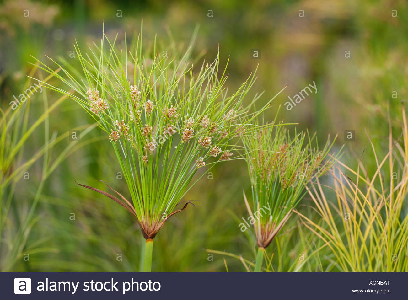 Papyrus Swamp High Resolution Stock Photography and Images - Alamy