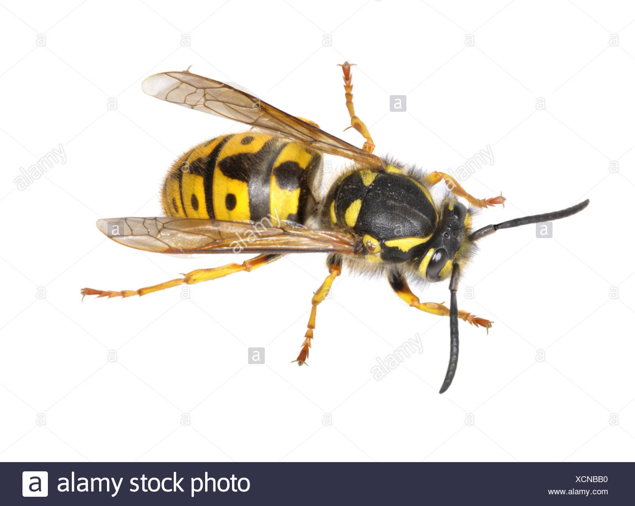 German Wasps Vespula Germanica High Resolution Stock Photography and ...