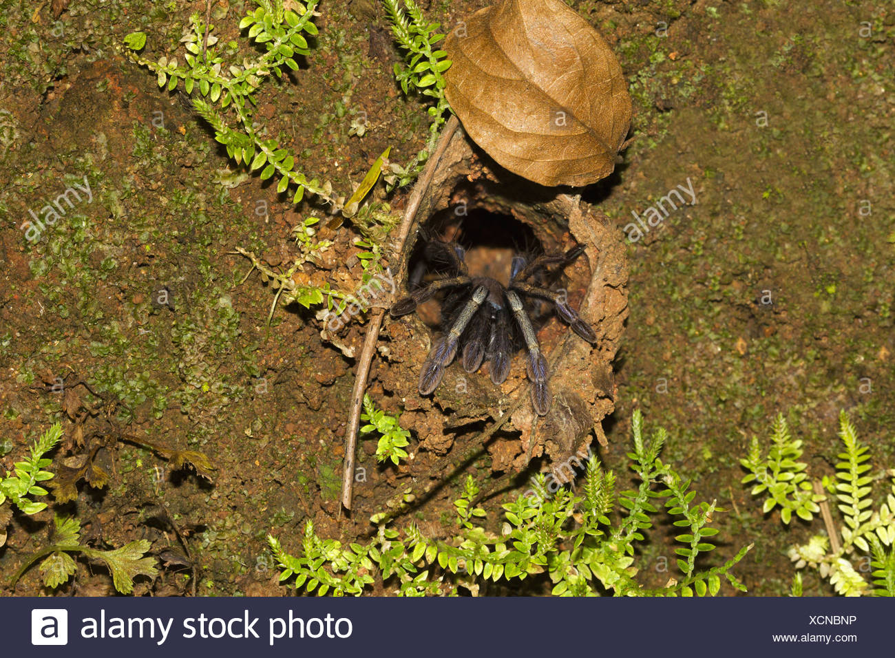 Trapdoor Spider High Resolution Stock Photography and Images - Alamy