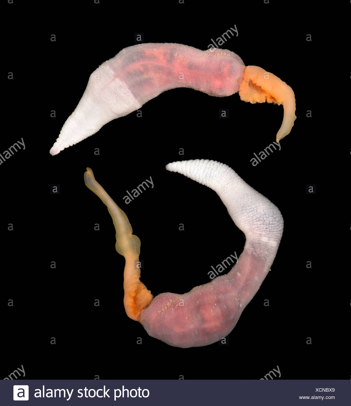 Phylum Echiura High Resolution Stock Photography and Images - Alamy