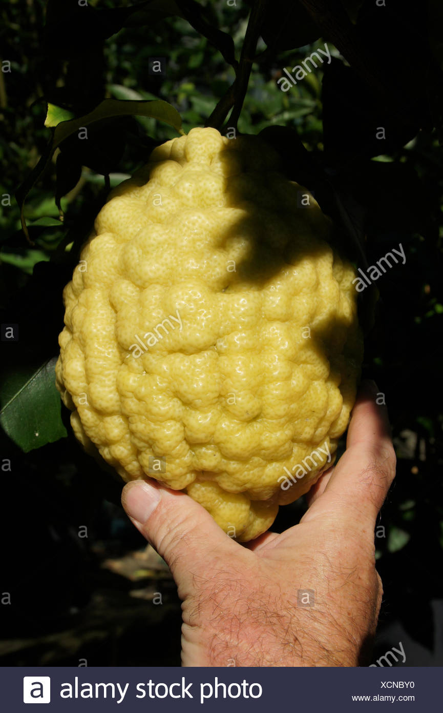 Citron Tree High Resolution Stock Photography and Images - Alamy
