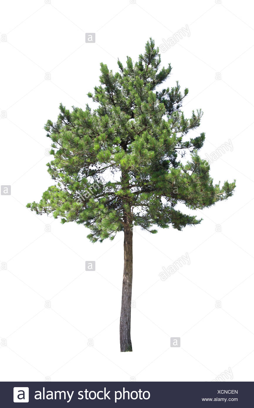 Chinese White Pine Tree Stock Photos & Chinese White Pine Tree Stock ...