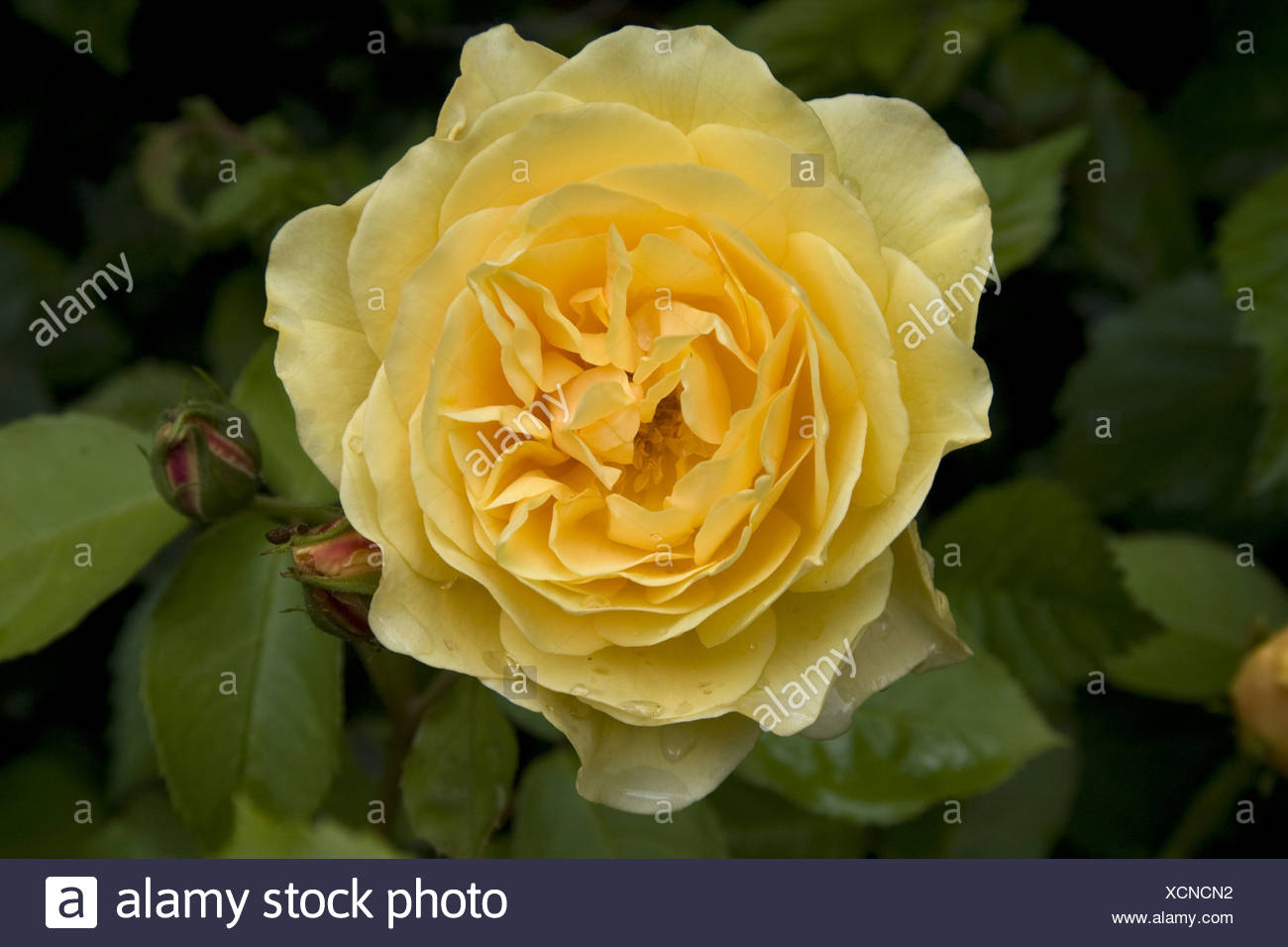 Stuart Rose High Resolution Stock Photography and Images - Alamy