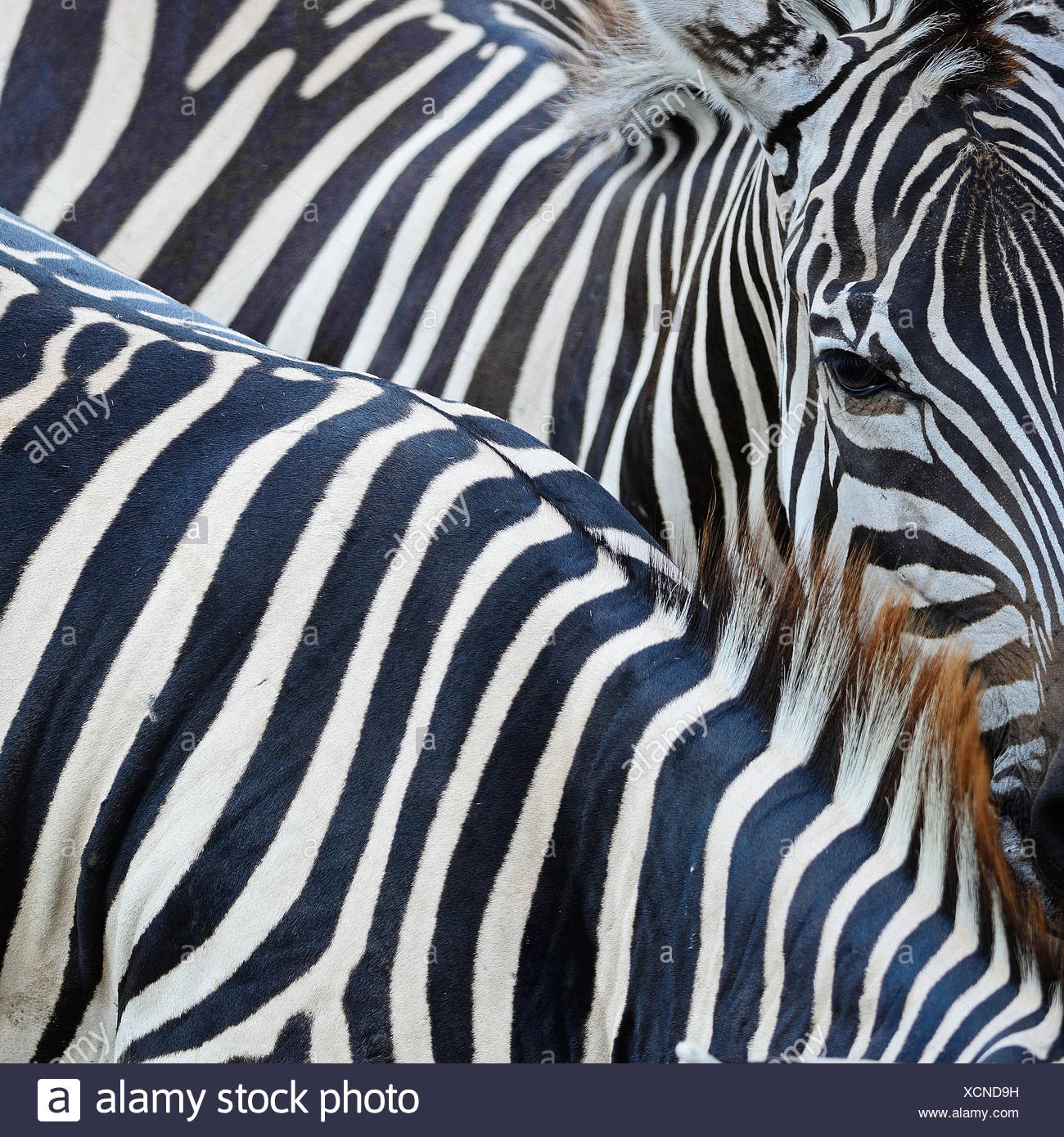 Zebra Skin Print Stock Photos & Zebra Skin Print Stock Images - Alamy