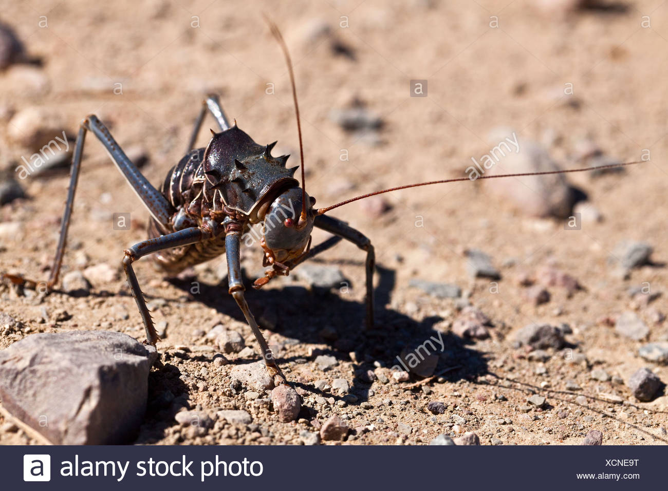Armored Cricket Tettigoniidae High Resolution Stock Photography and ...