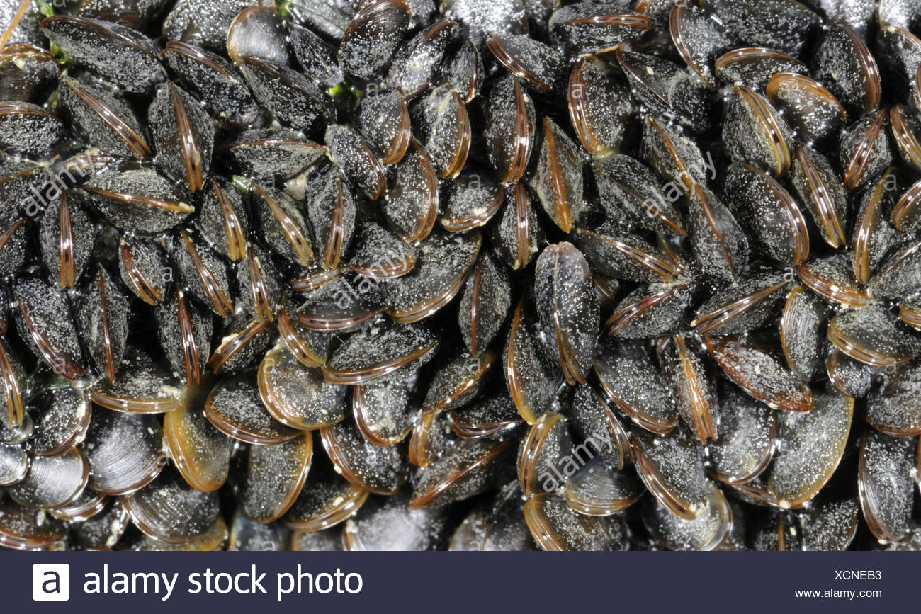 Common Mussel Mytilus Edulis High Resolution Stock Photography and ...