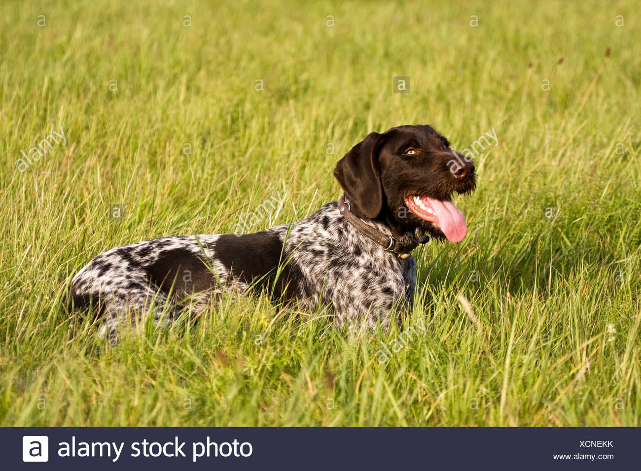 German Wirehaired Dog High Resolution Stock Photography and Images - Alamy